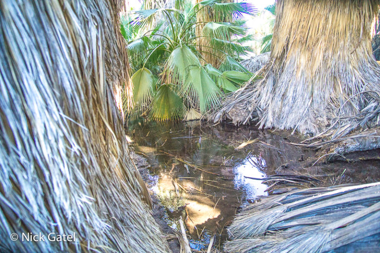 Palm Oases - PopUpBackpacker